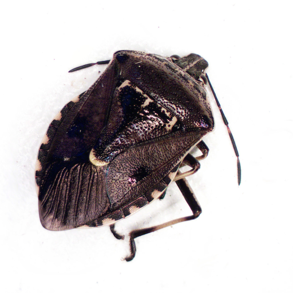 Brown soldier bug from Gordon VIC 3345, Australia on January 21, 2022 ...