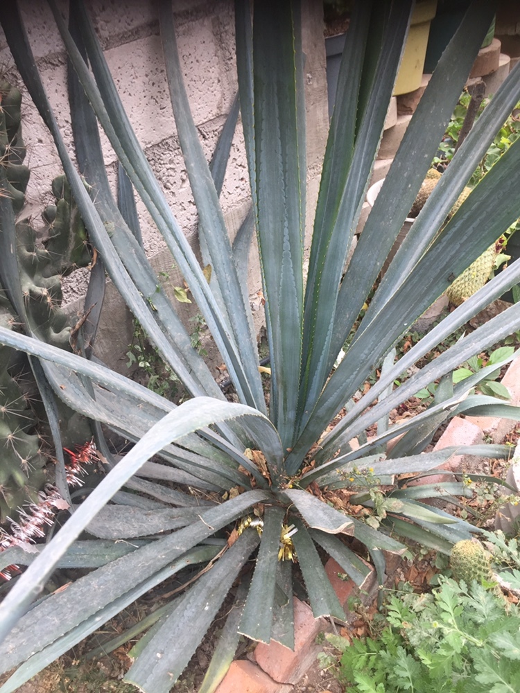 Agave tequilana F.A.C.Weber