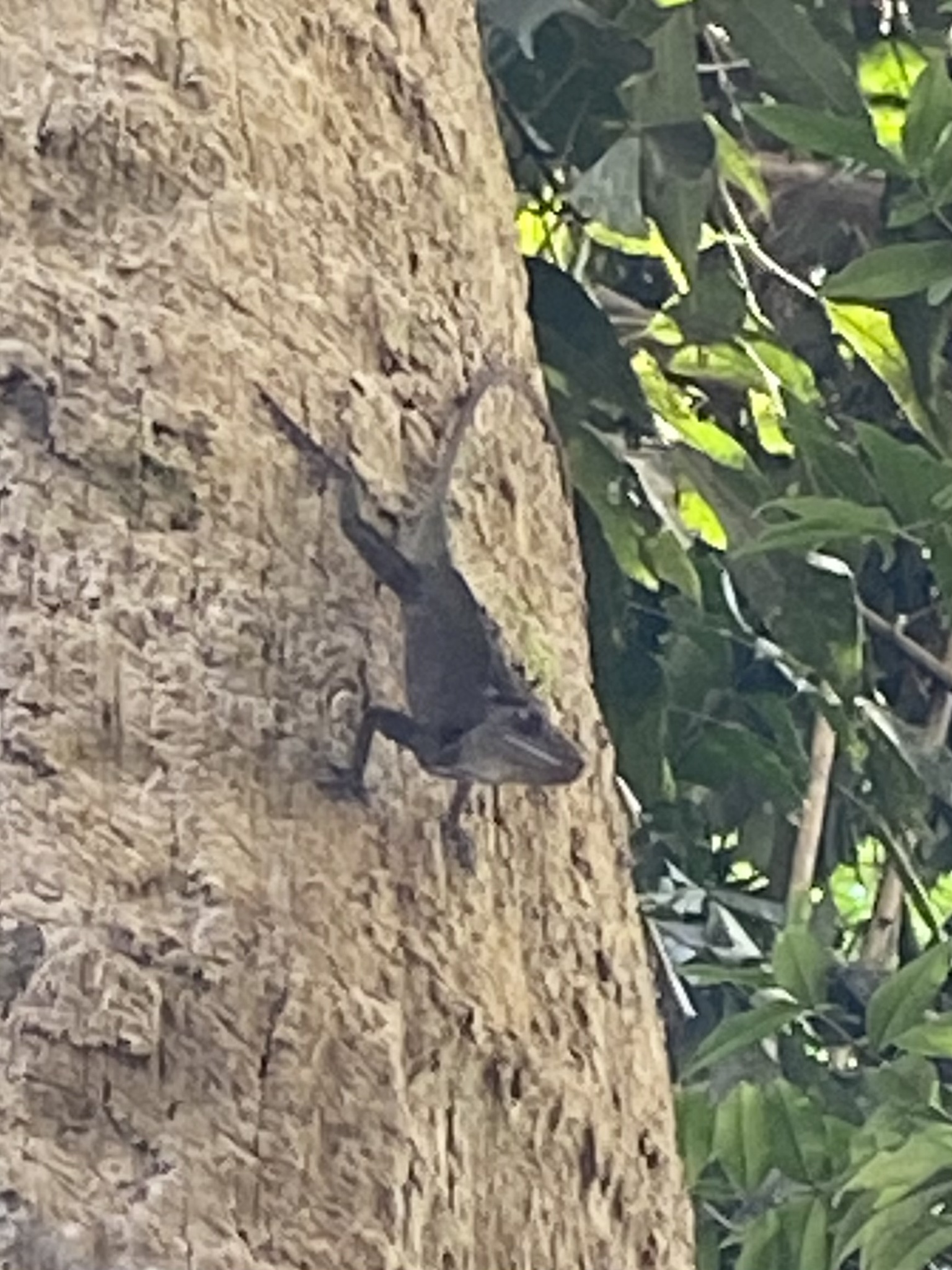 Anolis punctatus Daudin, 1802