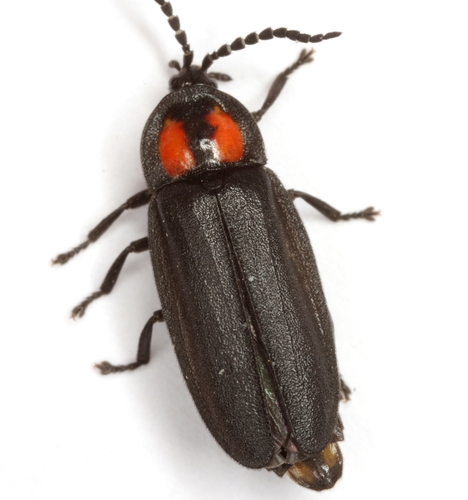 Photinus bivulnerus · iNaturalist