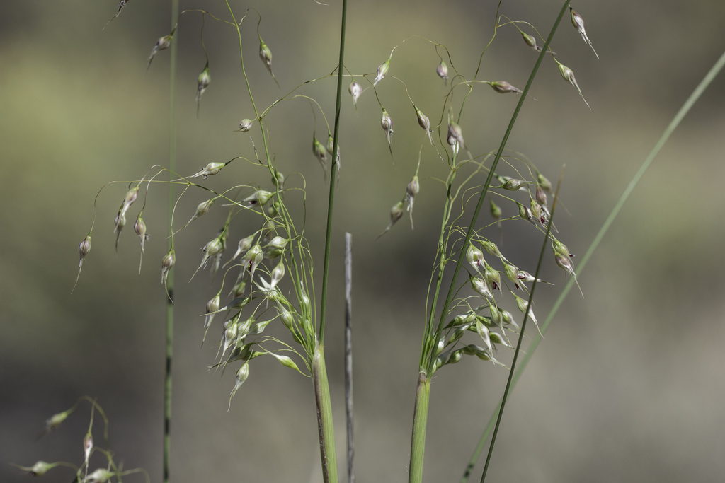 Sand Ricegrass from White Rock, NM 87544, USA on May 8, 2018 at 09:05 ...