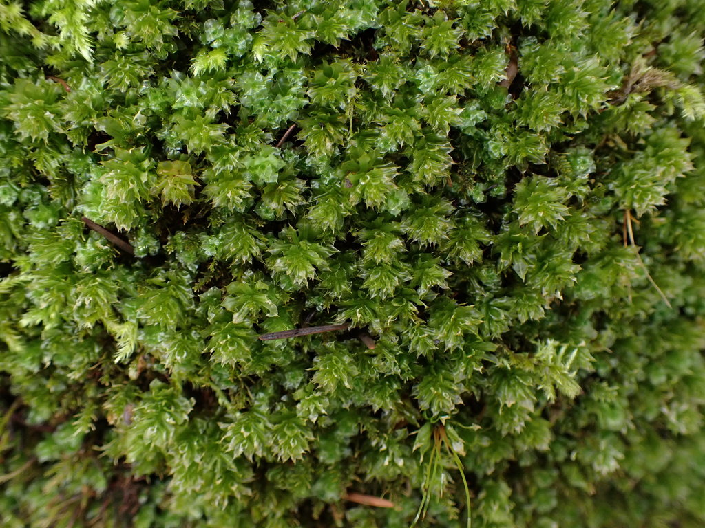 magnificent leafy moss from Nanaimo, British Columbia, Canada on ...