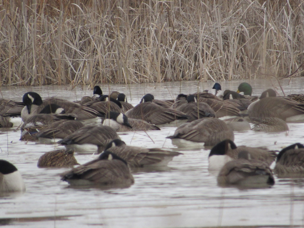 Canada Goose from Talbot County, MD, USA on January 21, 2022 at 02:38 ...