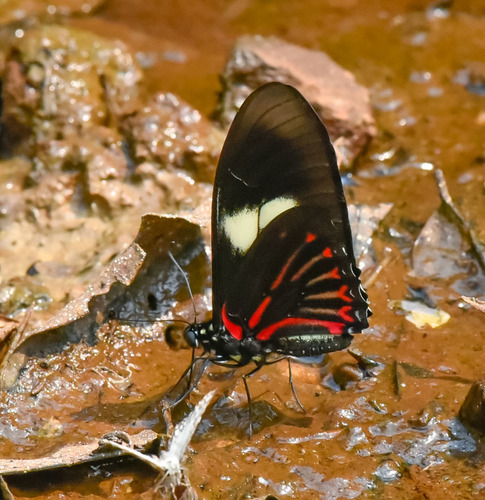 Subspecies Mimoides pausanias pausanias · iNaturalist United Kingdom