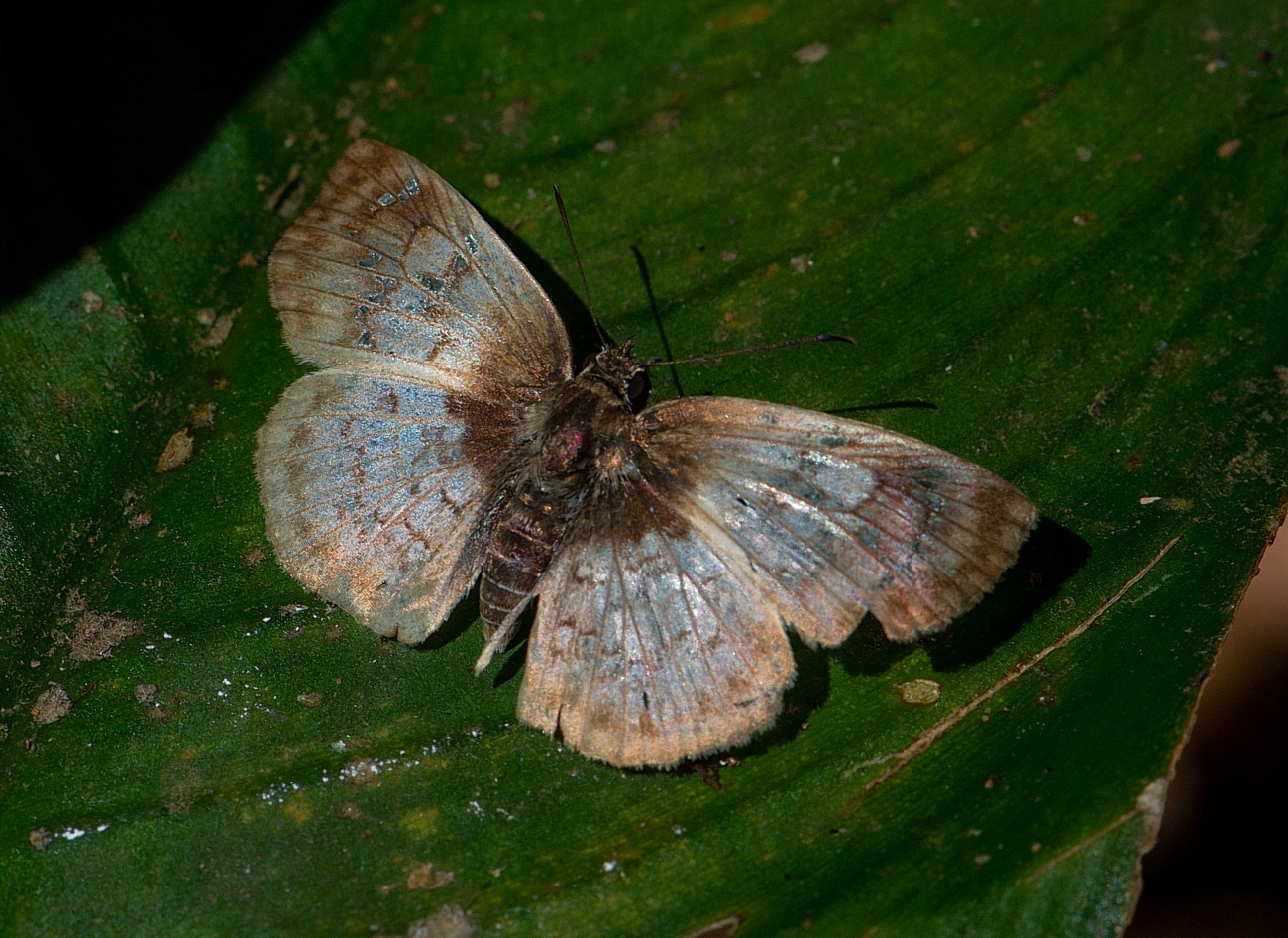 Carrhenes Godman & Salvin, 1895