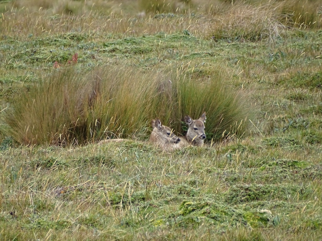 Ecuador White-tailed Deer from Cantón Archidona, Ecuador on January 21 ...