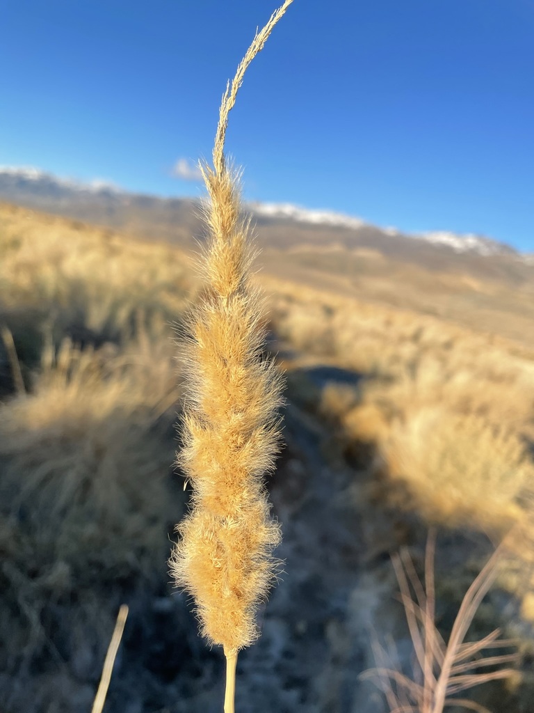 rabbitfoot grass from Inyo, California, United States on January 21 ...