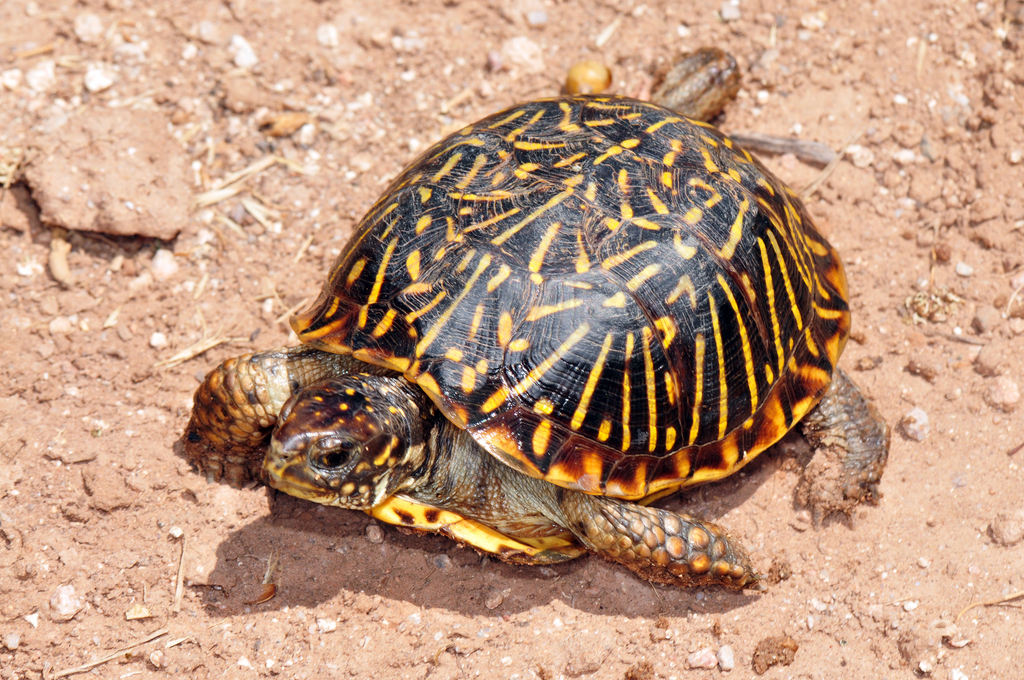 Ornate Box Turtle from Eddy County, NM, USA on July 17, 2010 at 01:30 ...