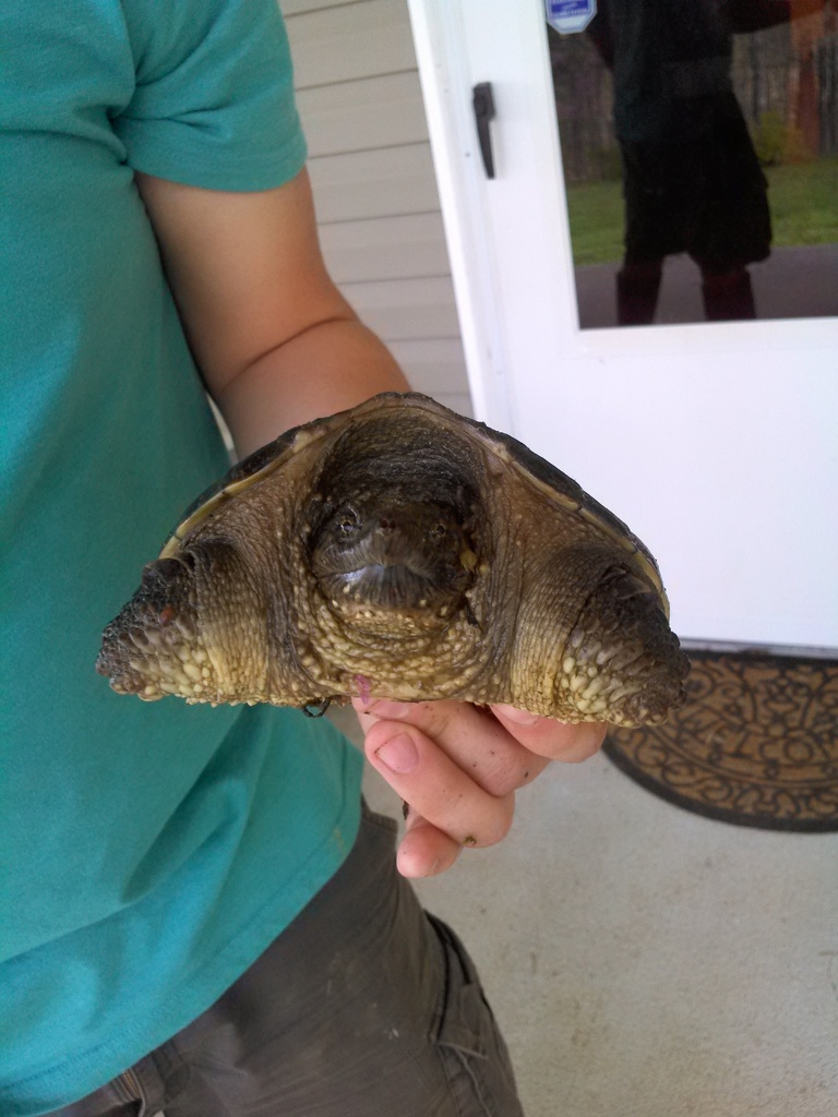Common Snapping Turtle from Pulaski County, US-KY, US on April 18, 2015 ...