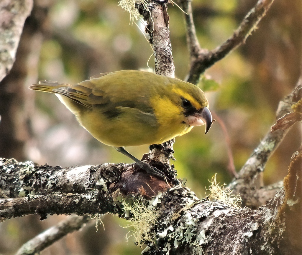Maui Parrotbill in August 2013 by arakso · iNaturalist