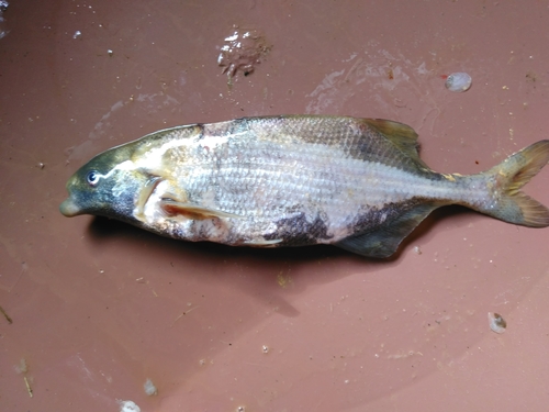 Marcusenius ussheri · iNaturalist