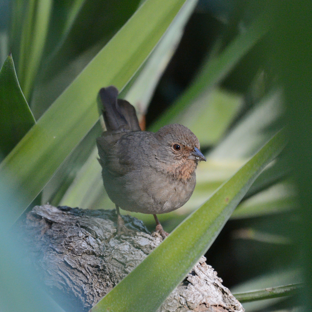 California Towhee from 1 Botanic Gardens Dr, Riverside, CA 92507, USA ...