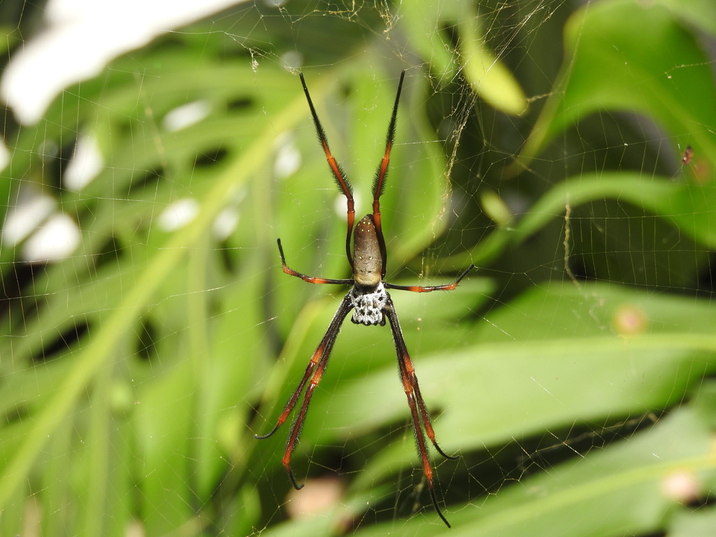 Tiger Spider from Hervey Bay QLD 4655, Australia on January 22, 2022 at ...