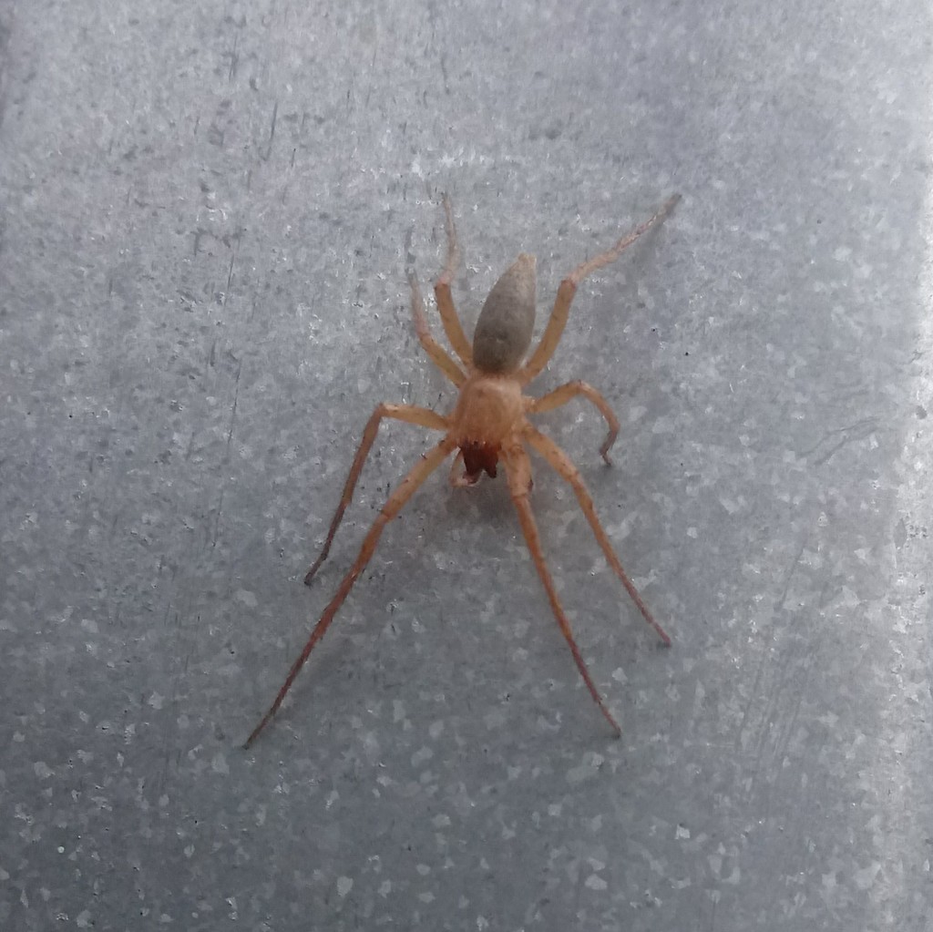 Yellow Ghost Spider in January 2021 by Lisa Appelbaum · iNaturalist