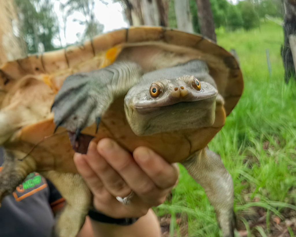 Broad-shelled Turtle from Eerwah Vale QLD 4562, Australia on November ...