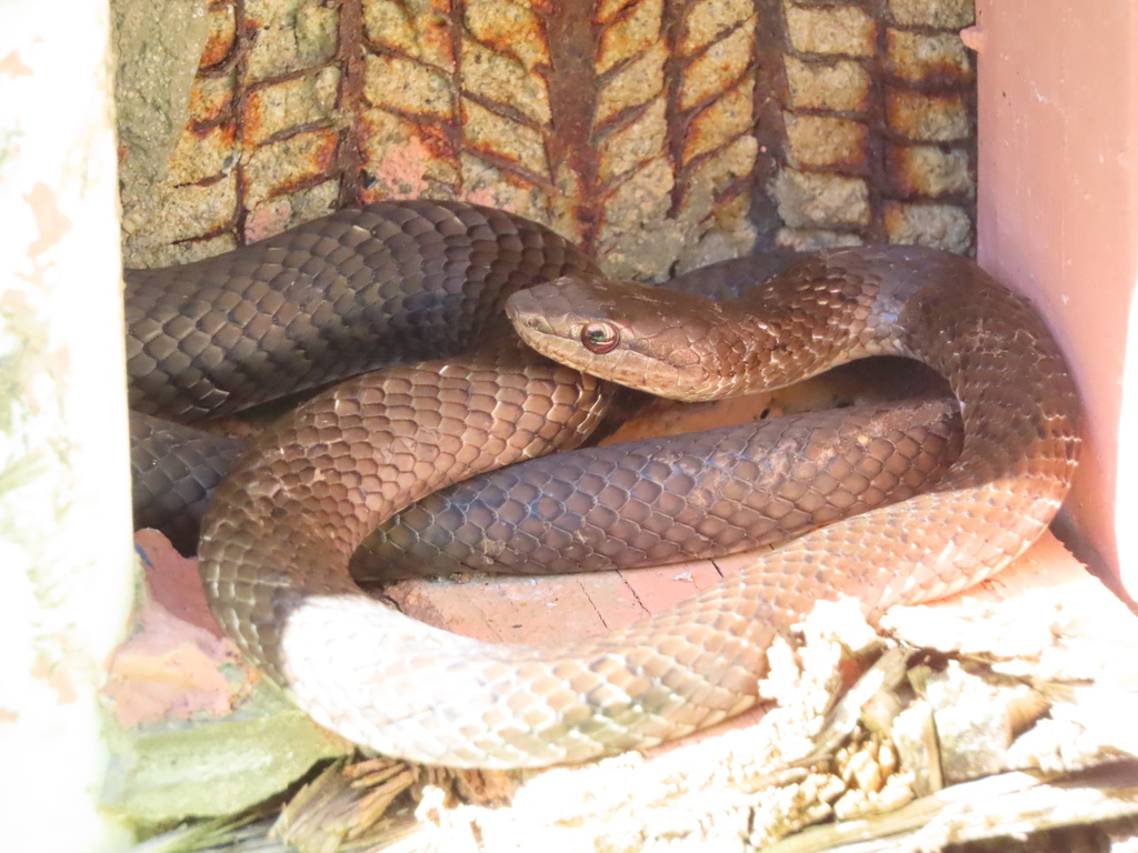 Puerto Rican Racer (Borikenophis portoricensis) - Snakes and Lizards