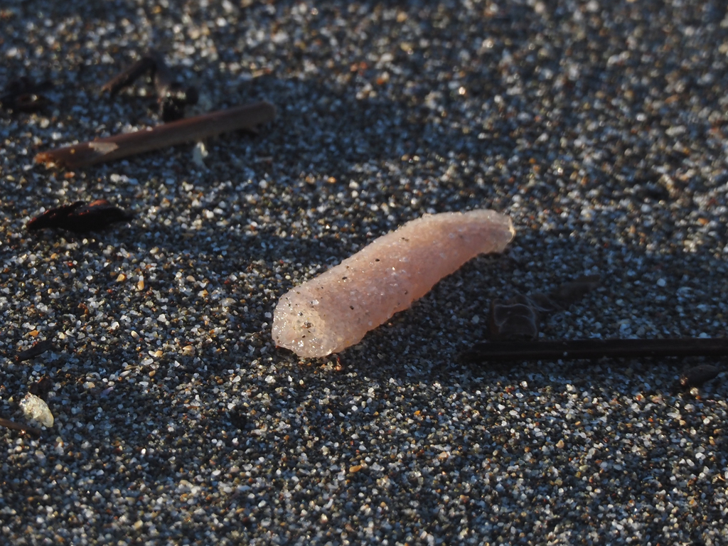 Pyrosoma atlanticum from Sonoma County, CA, USA on January 18, 2022 at ...