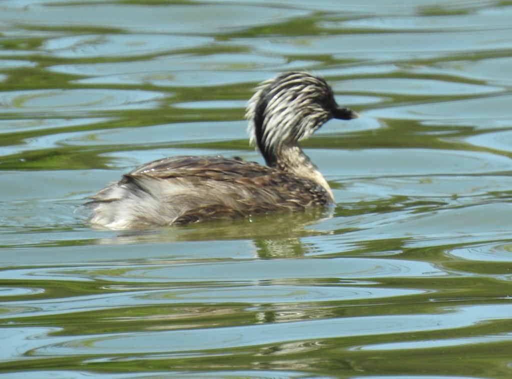 Hoary-headed Grebe from Newport Lakes Reserve, Newport VIC, Australia ...