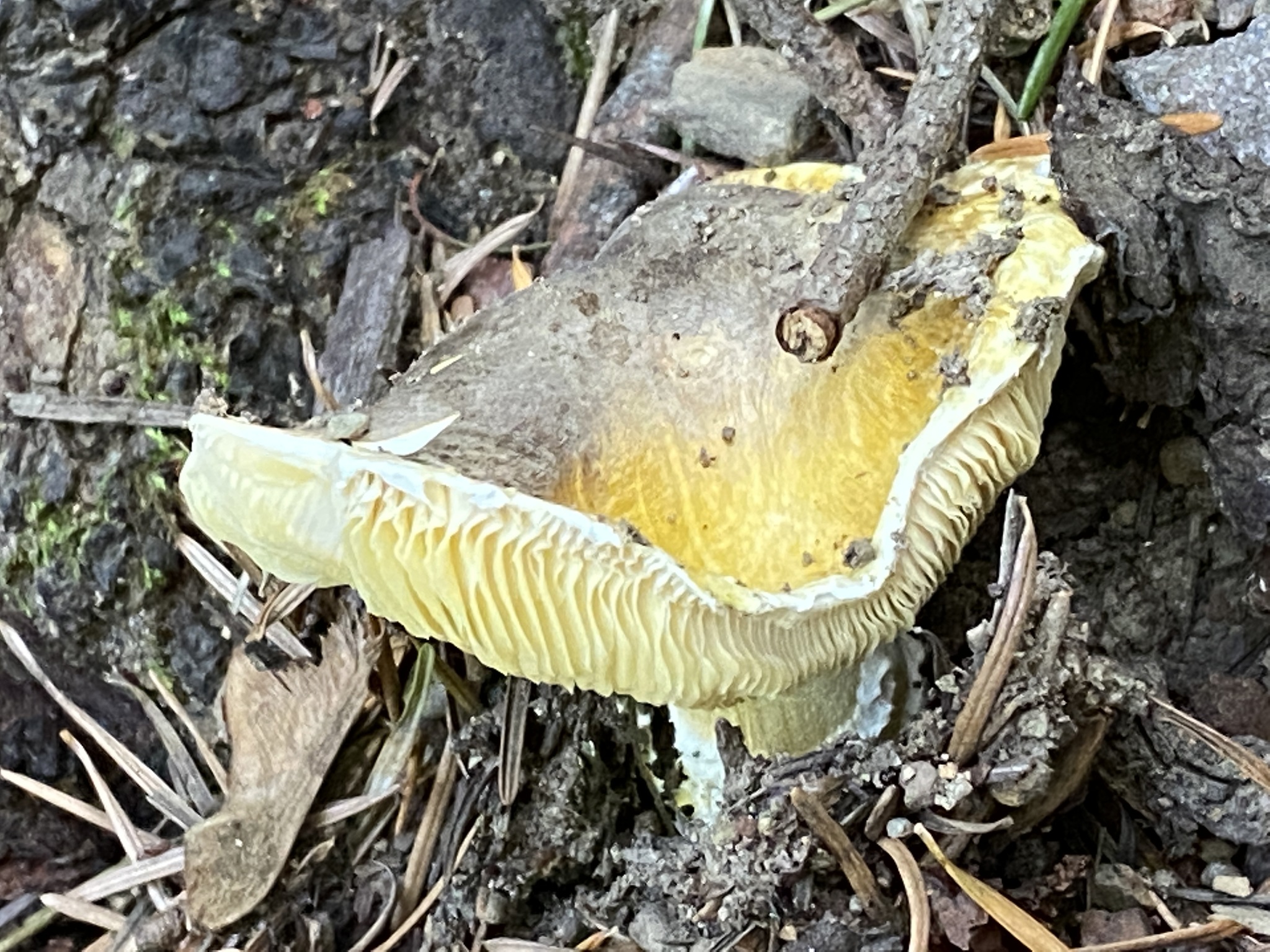 Floccularia albolanaripes (G.F.Atk.) Redhead