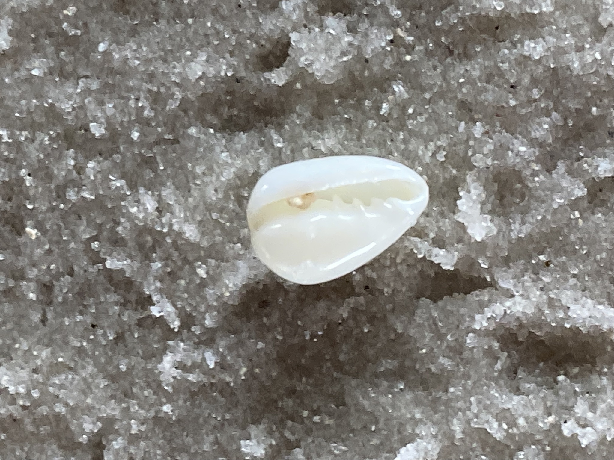 Prunum apicinum (Menke, 1828)