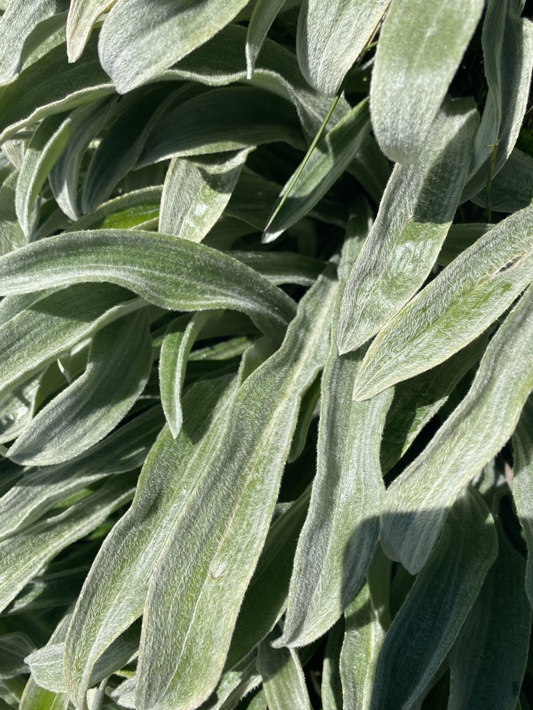 (Celmisia sericophylla) - Botanical Realm