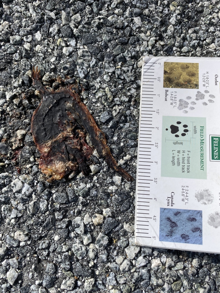 Pacific Newts from Santa Clara County, CA, USA on January 21, 2022 at ...