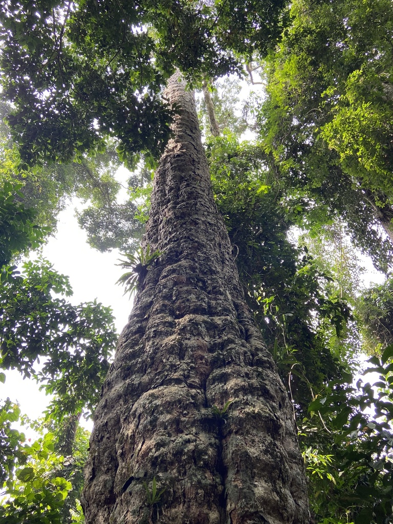 sapele in January 2022 by Gwili Gibbon · iNaturalist