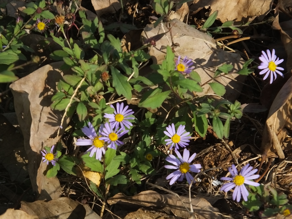 Aster indicus from Qingdao, CN-SD, CN on November 20, 2020 at 10:00 AM by Karl Feng · iNaturalist