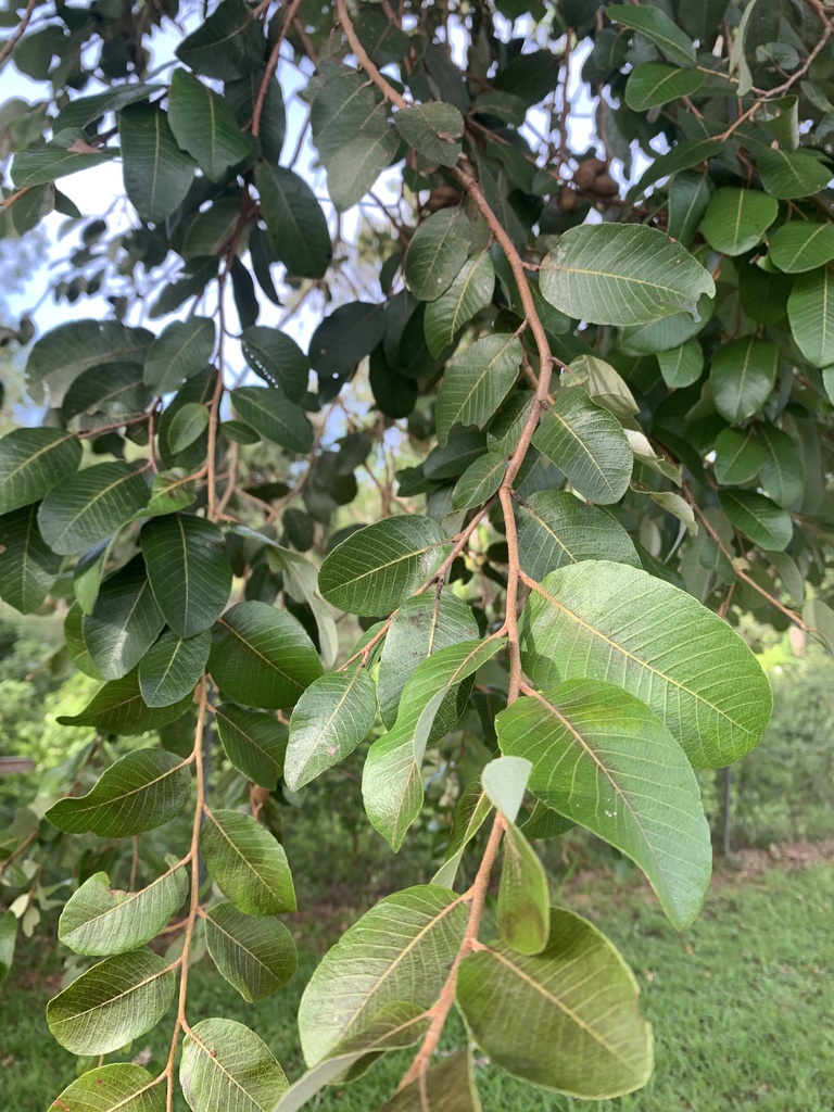 Parinari nonda from Tradesman Way, Seisia, QLD, AU on January 18, 2022 ...