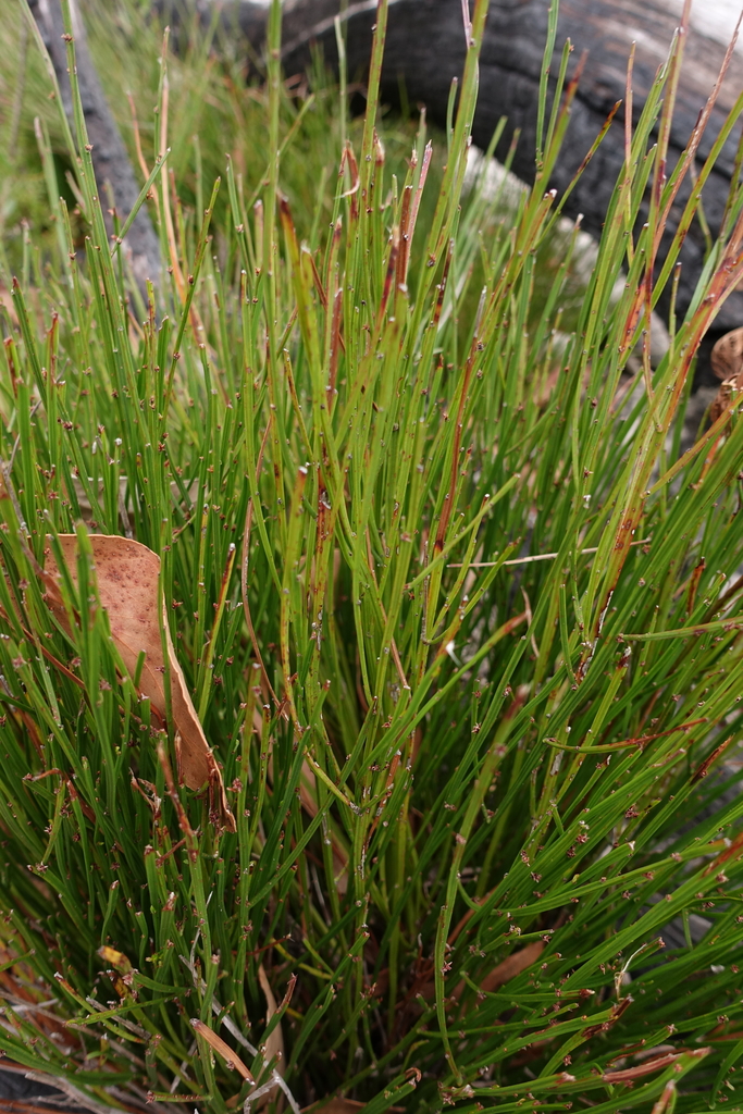Broom Spurge (Native Flora of the Victorian Volcanic Plains Part 1 ...
