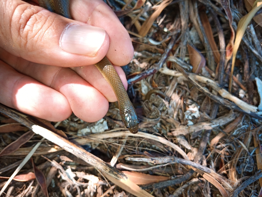 Common Brown Water Snake from Observatory, Cape Town, 7925, South ...