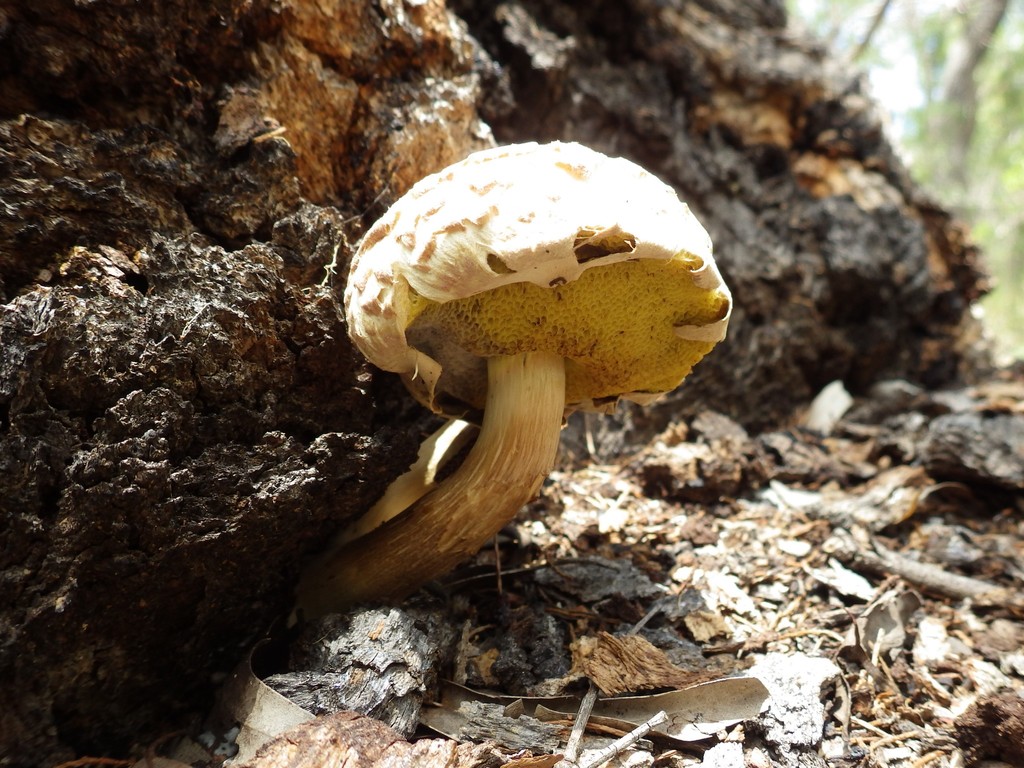 Boletellus dissiliens from Watsonville QLD 4887, Australia on January ...