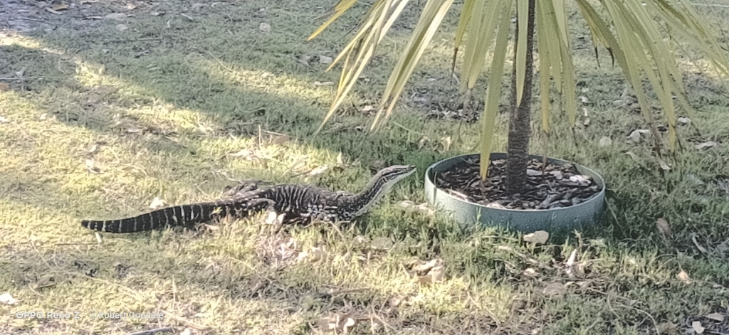 Sand Goanna from West Coolup WA 6214, Australia on January 21, 2022 at ...