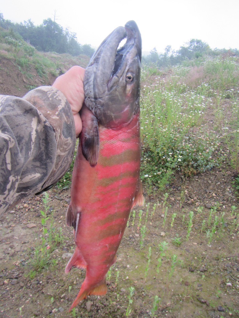 Cherry Salmon in July 2015 by sergeymakeev · iNaturalist