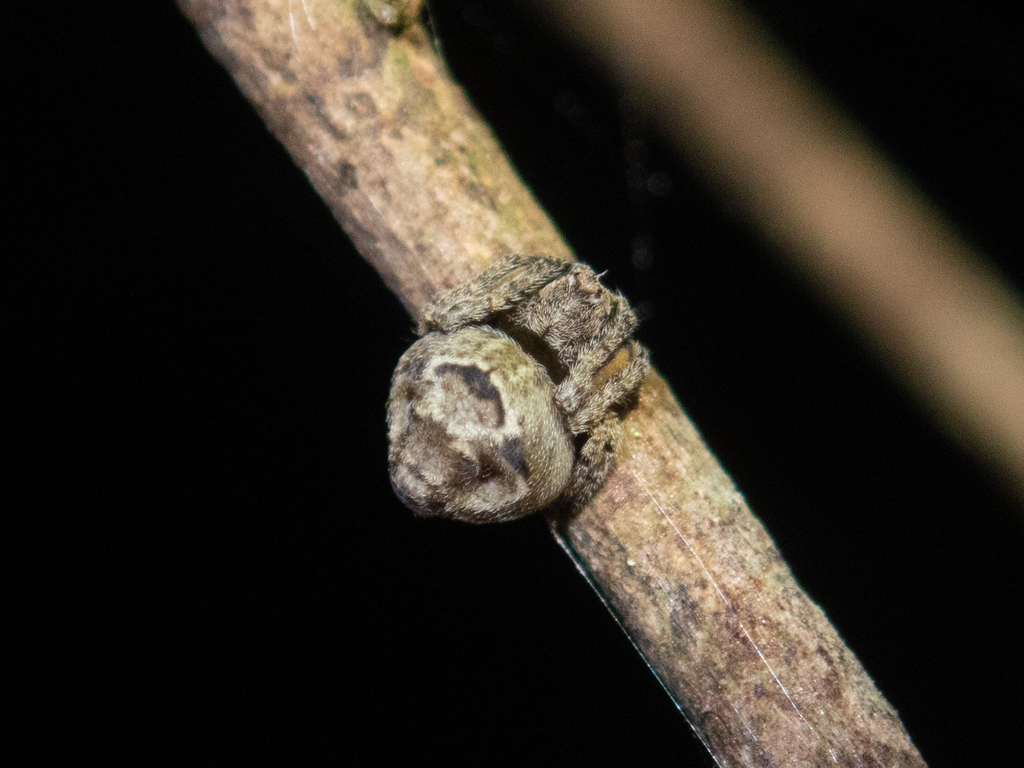 Eriovixia nigrimaculata in June 2021 by Colin Chiu · iNaturalist
