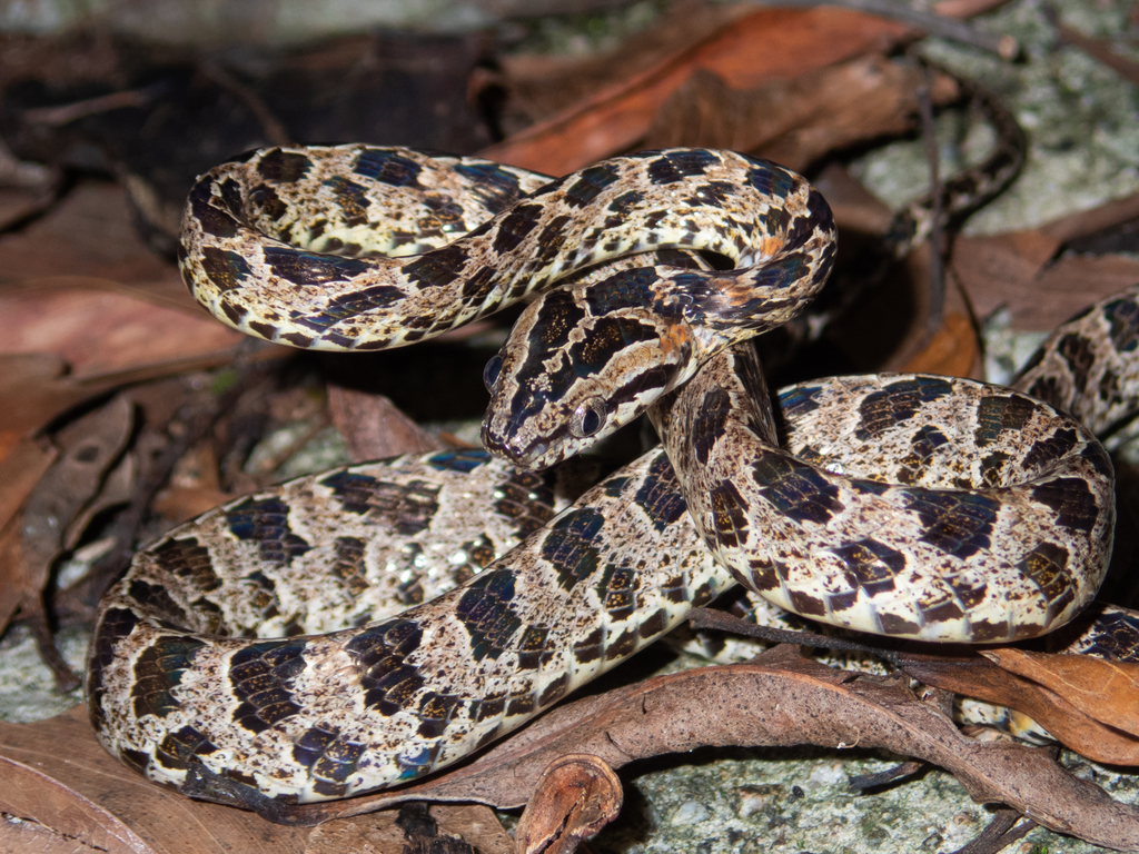 Many-spotted Cat Snake in June 2021 by Colin Chiu · iNaturalist
