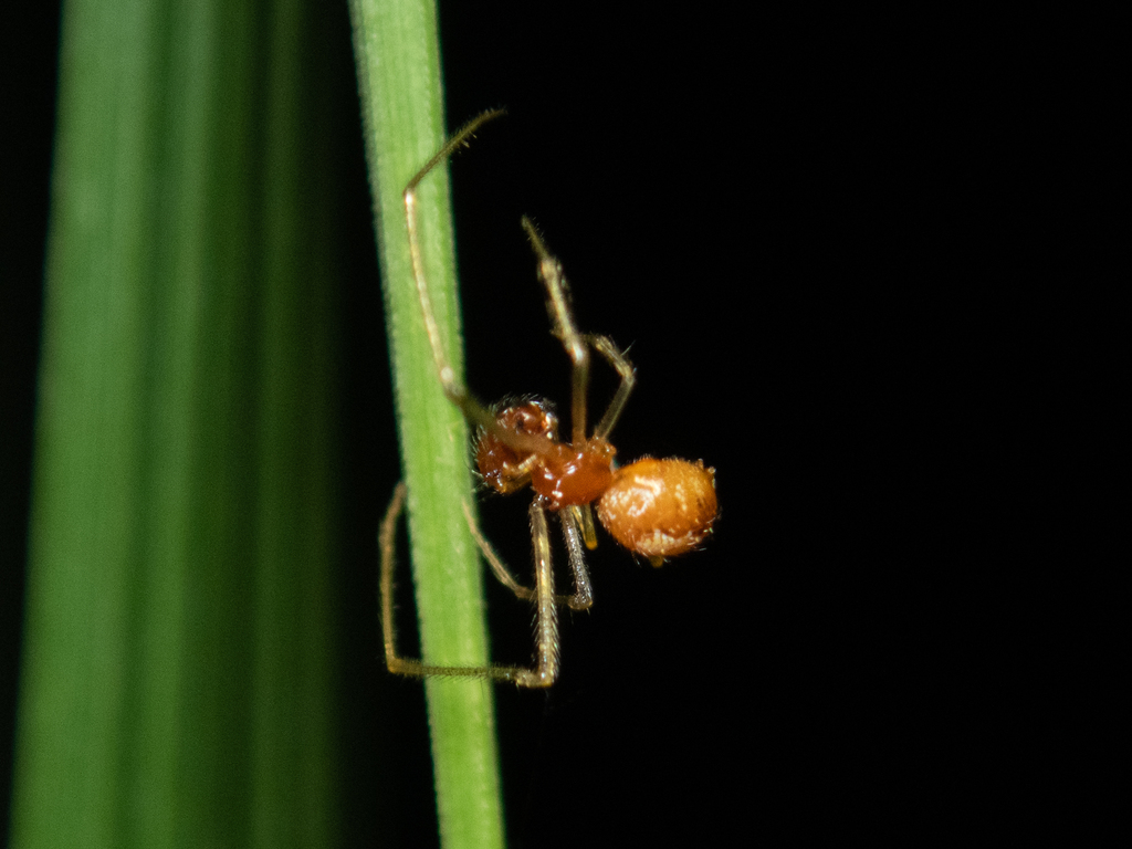 Theridion hainanense in June 2021 by Colin Chiu · iNaturalist