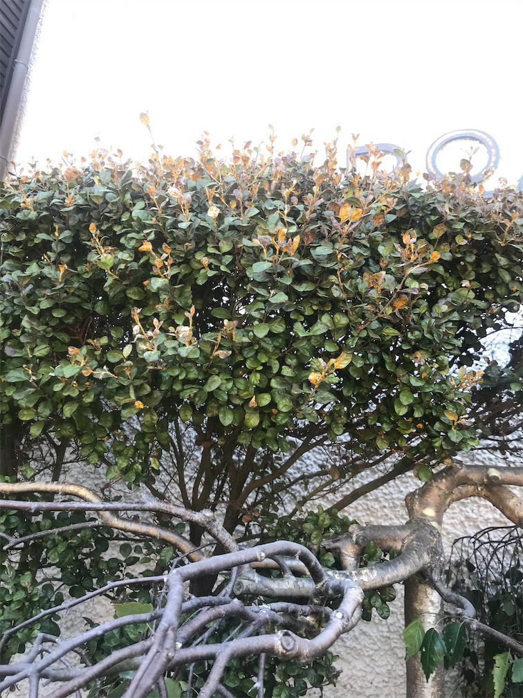 Myrtle Rust in January 2022 by theverygreengardener · iNaturalist