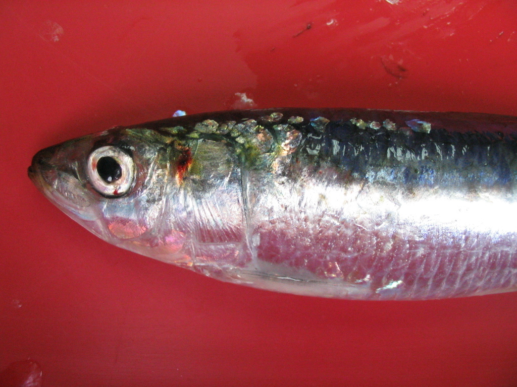European Sardine on November 02, 2006 at 03:12 PM by Alexandre H ...