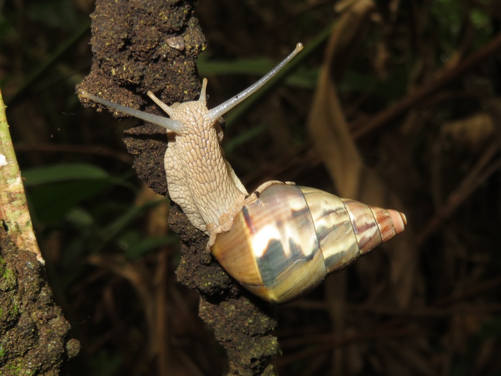 Corona regalis from Mariscal Cáceres, Peru on October 26, 2021 at 10:09 ...