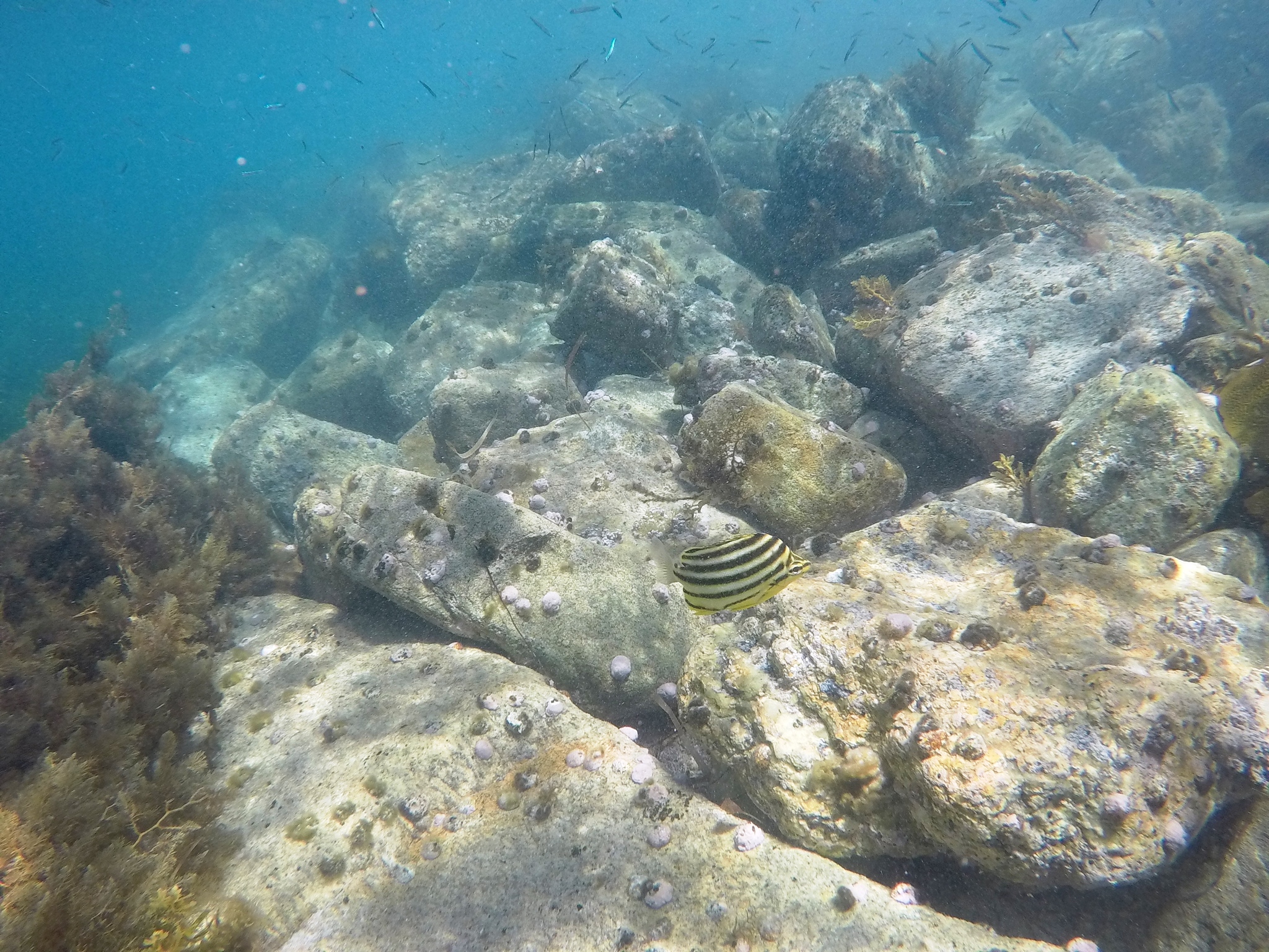 Microcanthus strigatus (Cuvier, 1831)