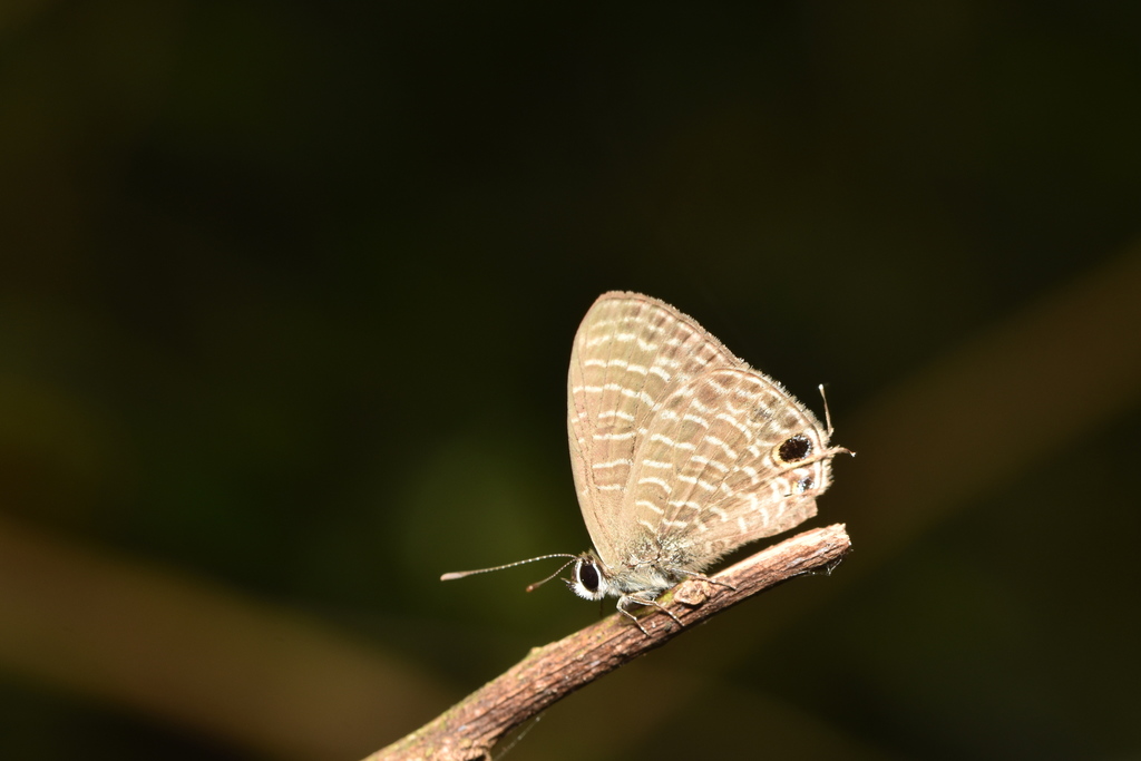 Transparent 6-line Blue from Pulau Ubin, Singapore on January 22, 2022 ...