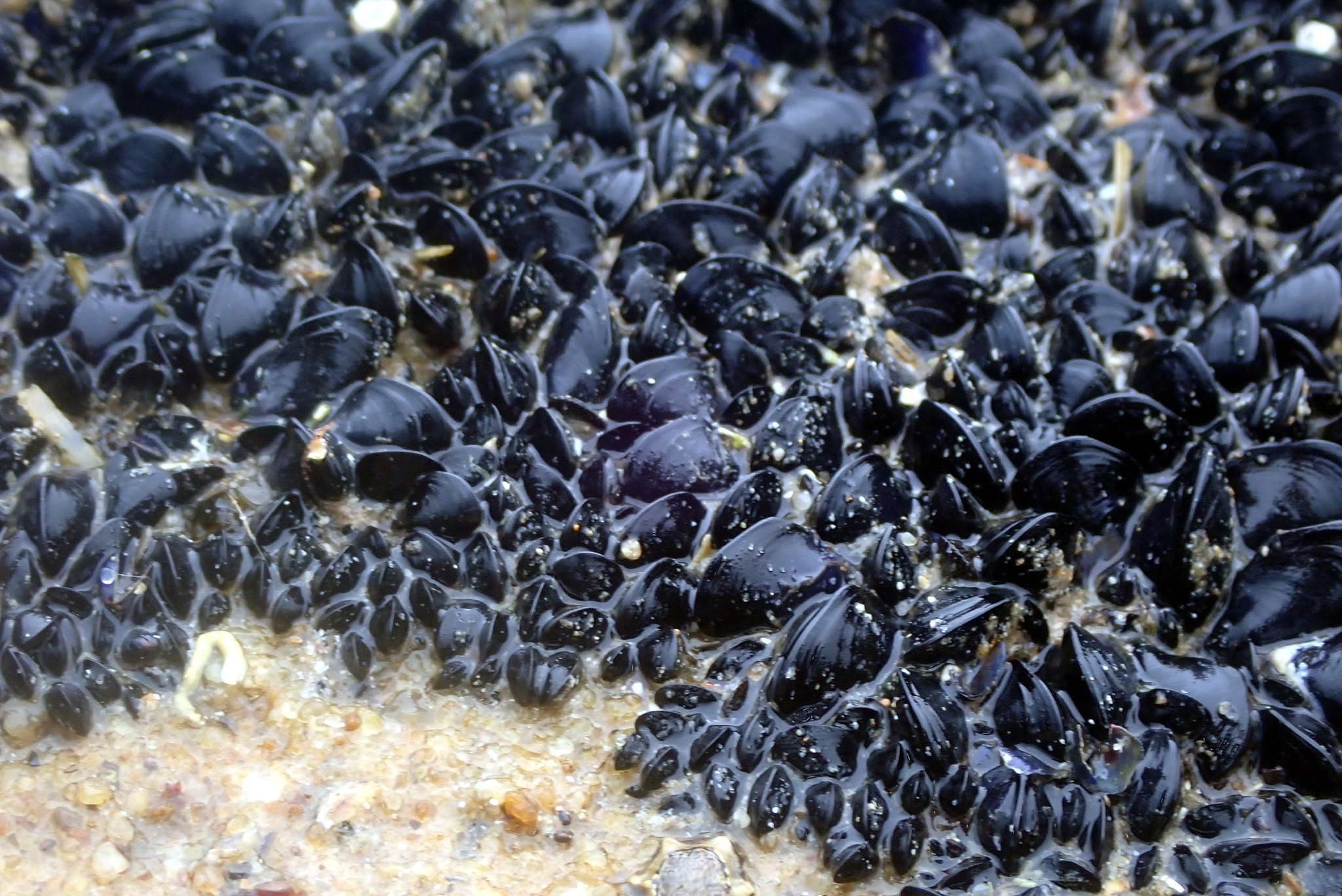 Xenostrobus pulex (Lamarck, 1819)