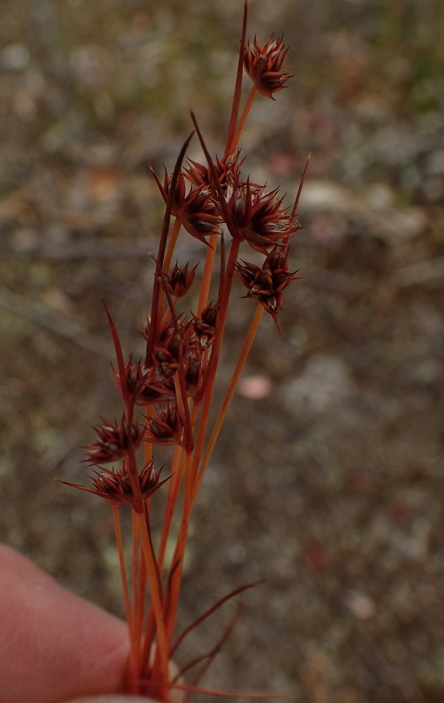 dwarf rush from Peter Murrell Reserve, Howden TAS 7054, Australia on ...