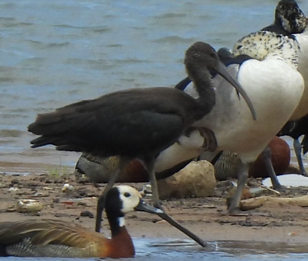 Glossy Ibis from Lotri Bay, Siavonga, Zambia on December 23, 2021 at 10 ...