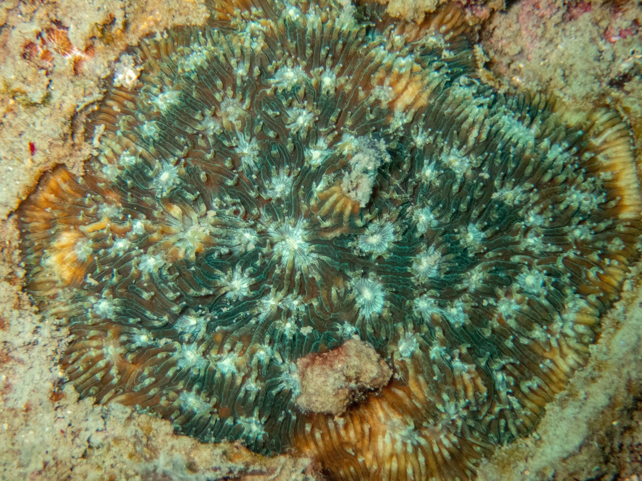 Cycloseris Milne Edwards & Haime, 1849