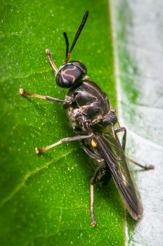 Soldier Flies from Alajuela Province, San Ramon, Costa Rica on January ...