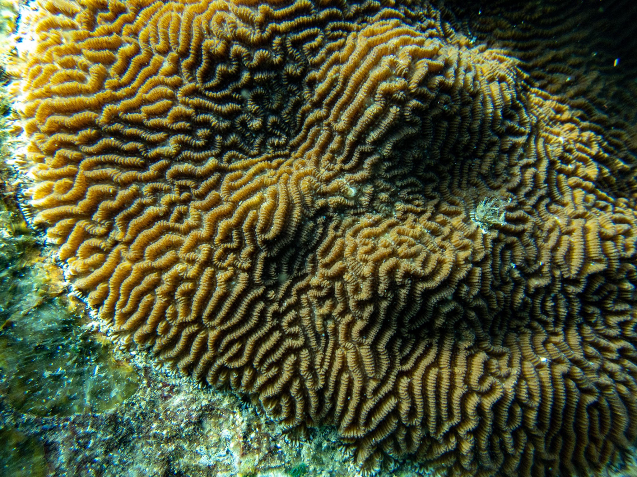 Leptoria phrygia (Ellis & Solander, 1786)