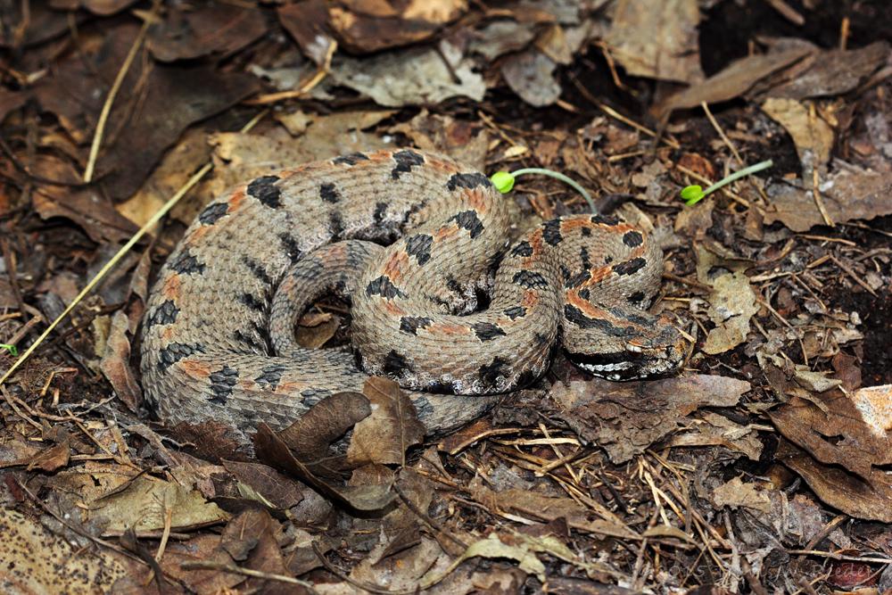 Western Pygmy Rattlesnake from Drury-Mincy Conservation Area, MO on ...