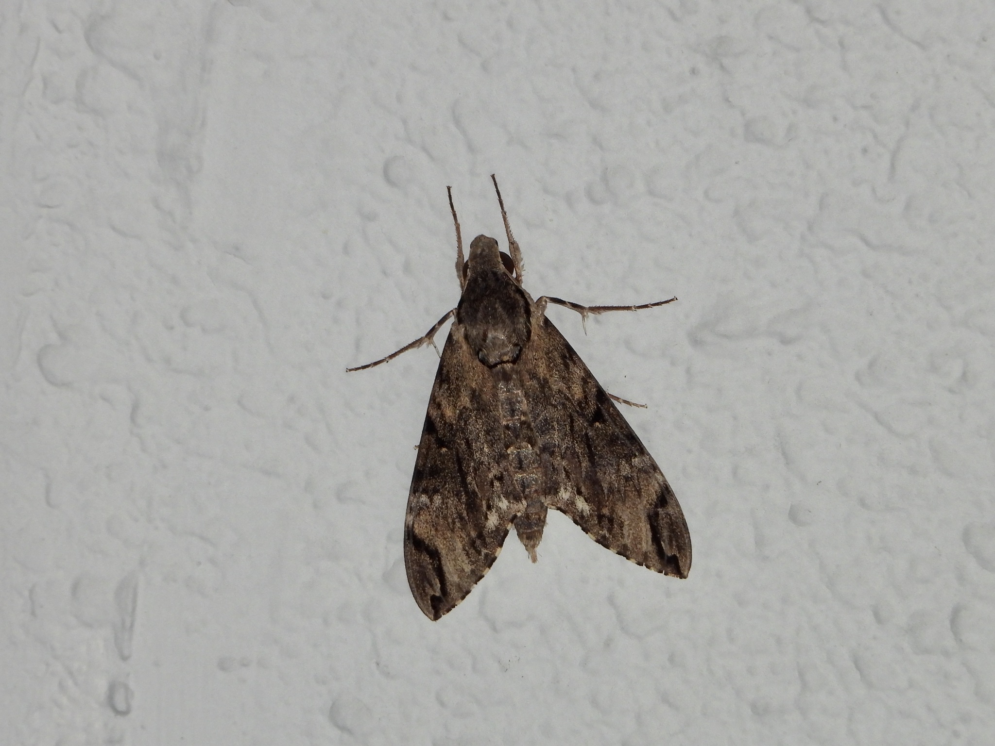 Psilogramma menephron Cramer, 1780